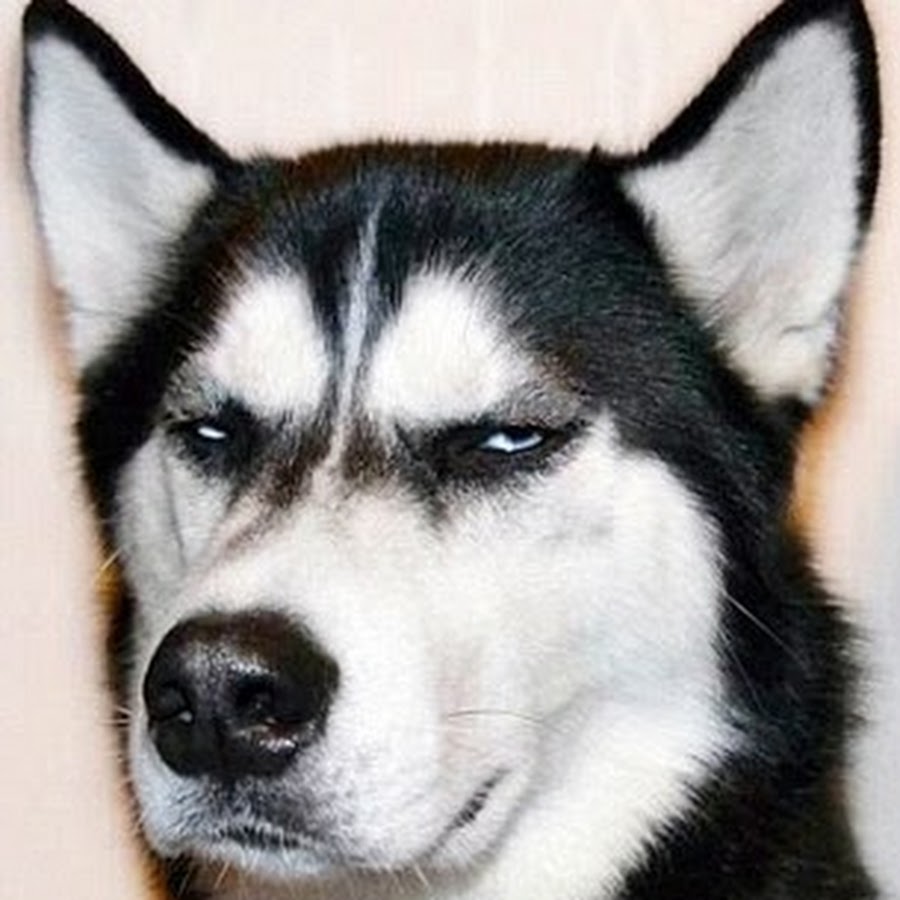 Grumpy Husky Puppy
